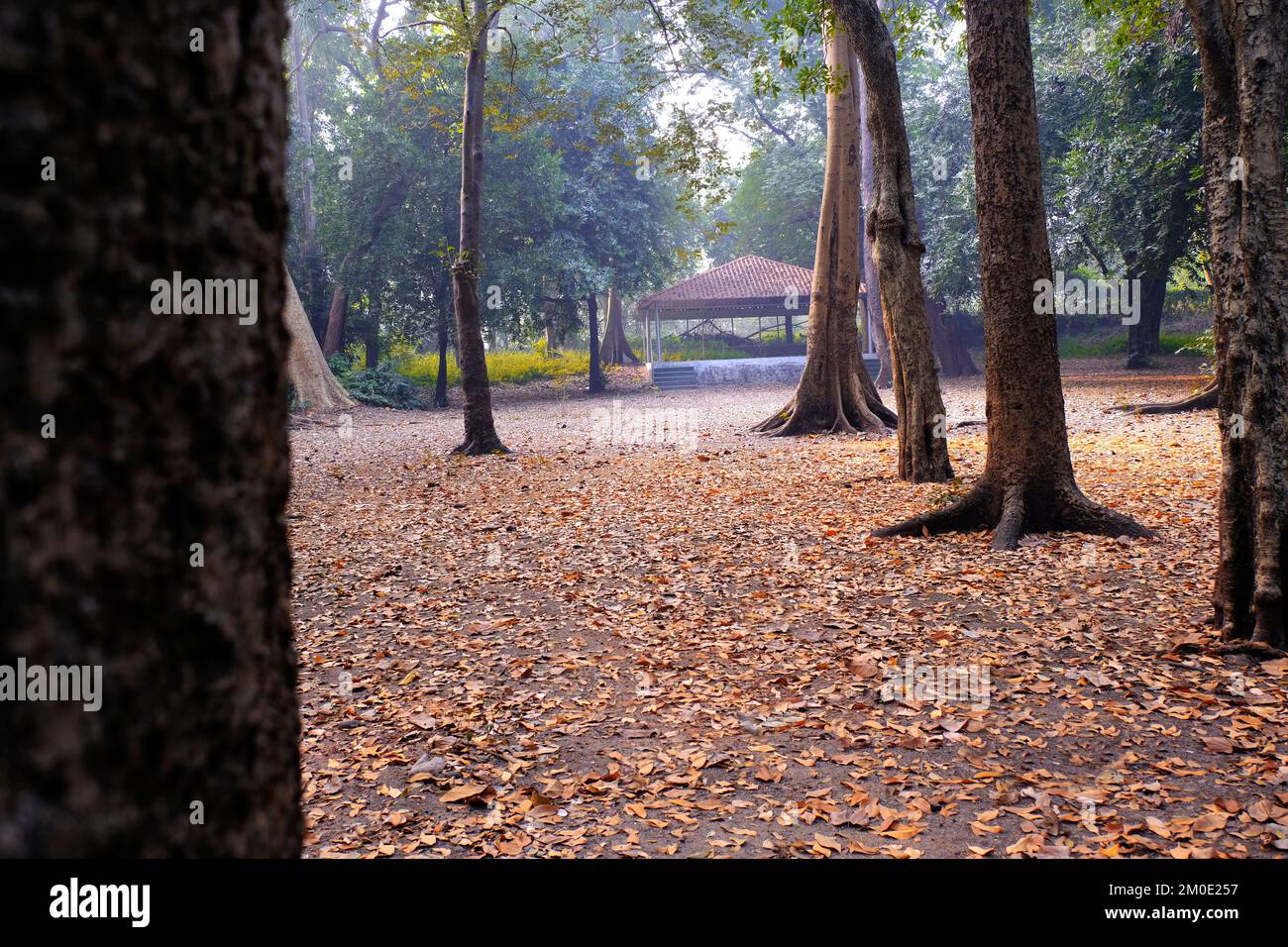 04 December 2022, Pune, India, Empress Botanical Garden, a green ...