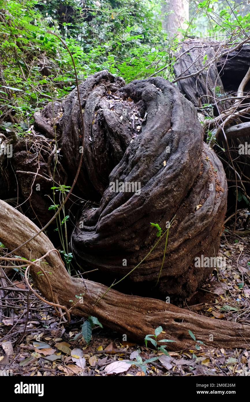 04 December 2022, Pune, India, Empress Botanical Garden, a green ...