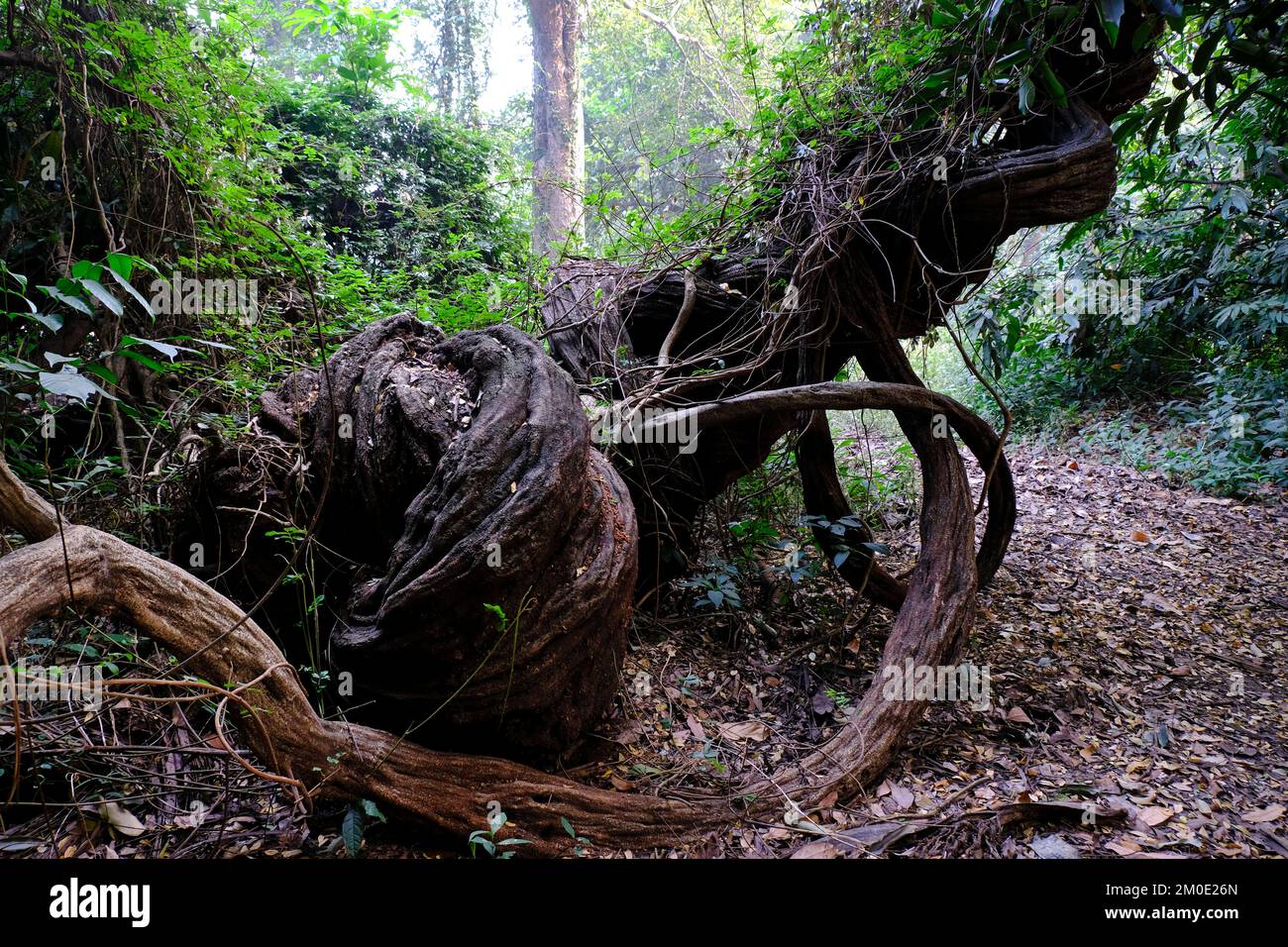 04 December 2022, Pune, India, Empress Botanical Garden, a green ...