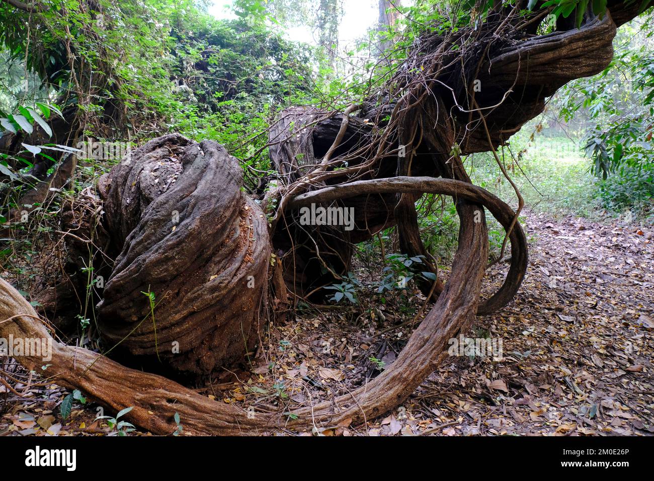 04 December 2022, Pune, India, Empress Botanical Garden, a green ...