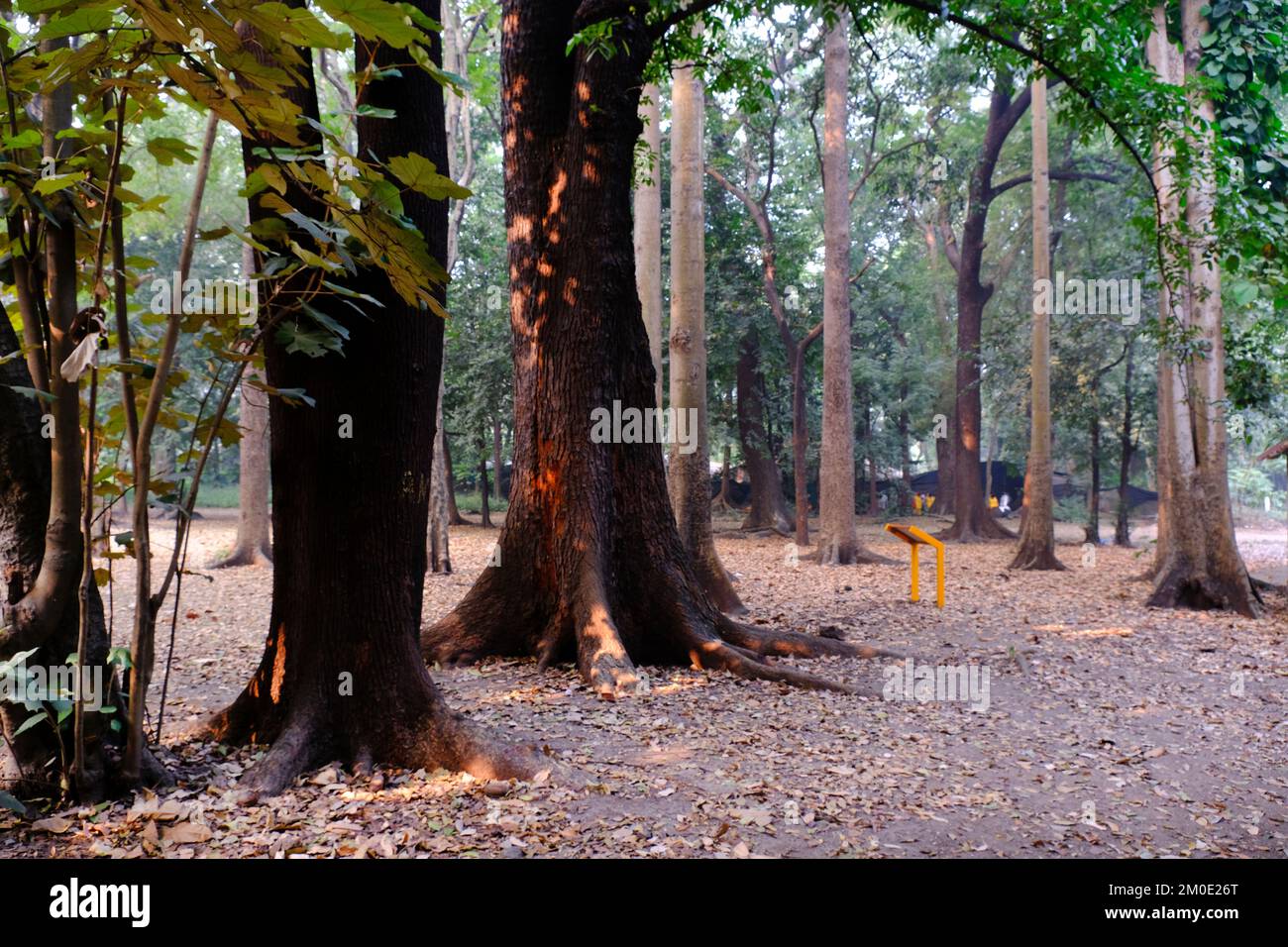 04 December 2022, Pune, India, Empress Botanical Garden, a green ...