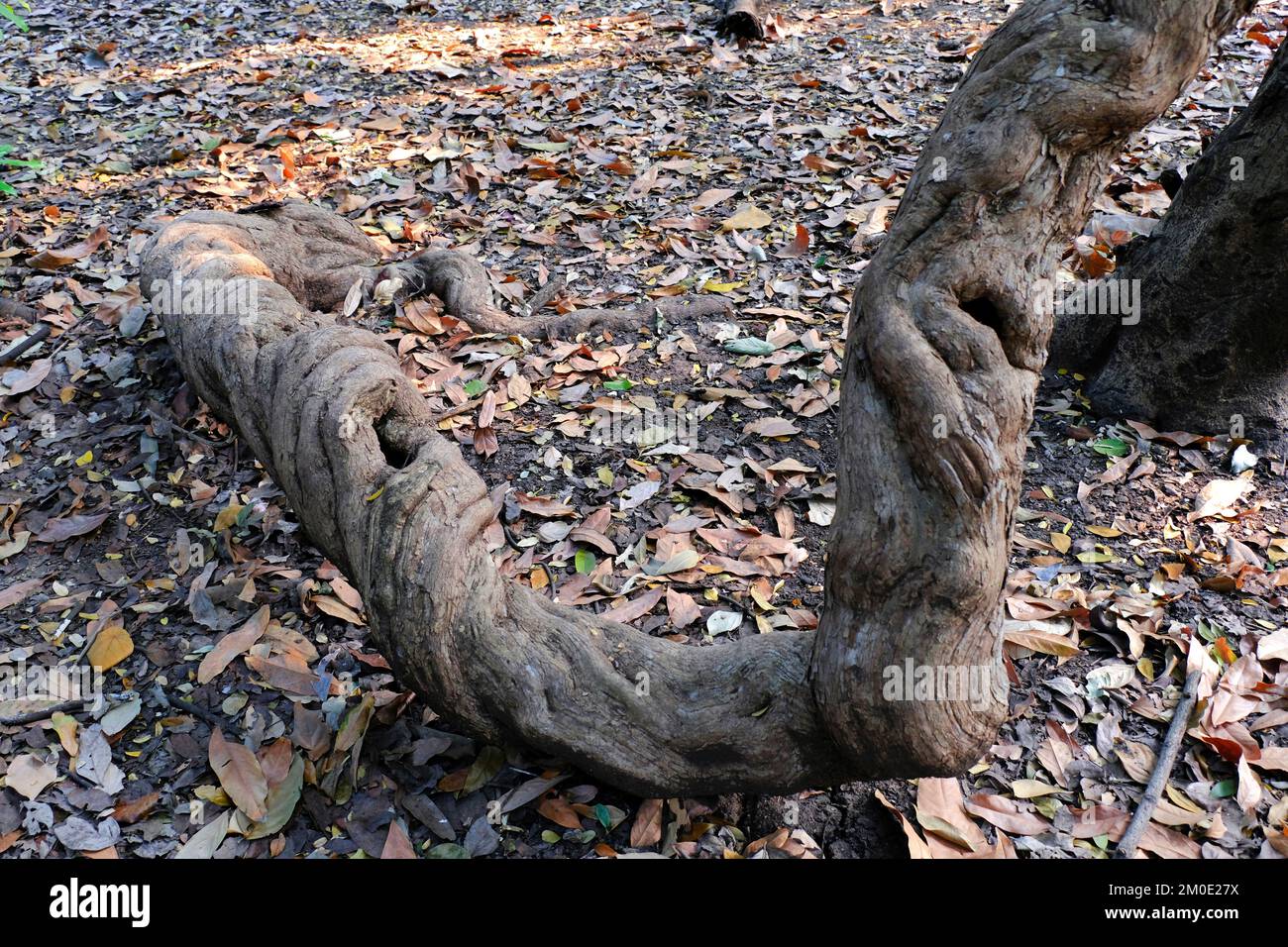 04 December 2022, Pune, India, Empress Botanical Garden, a green ...