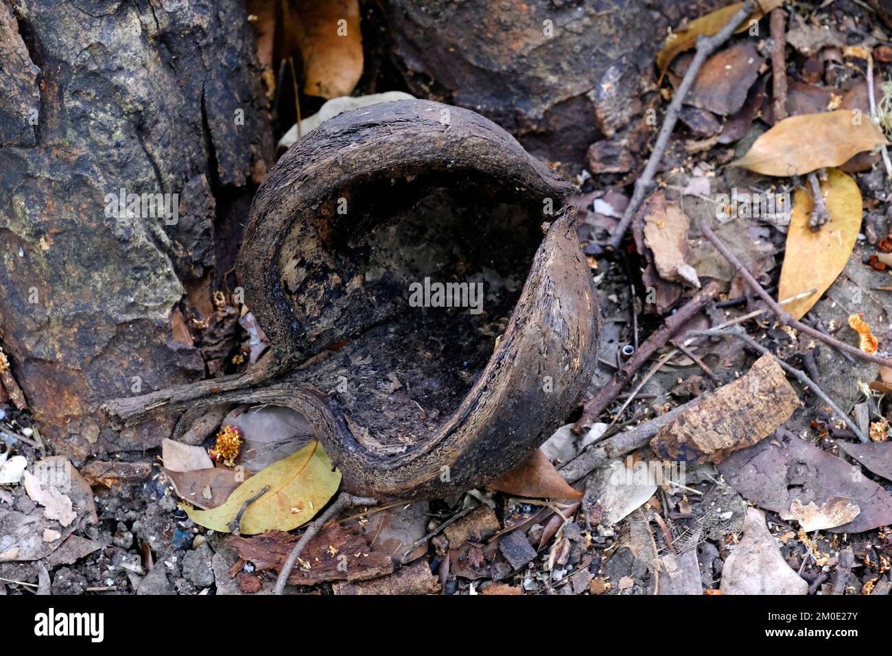04 December 2022, Pune, India, Empress Botanical Garden, a green ...