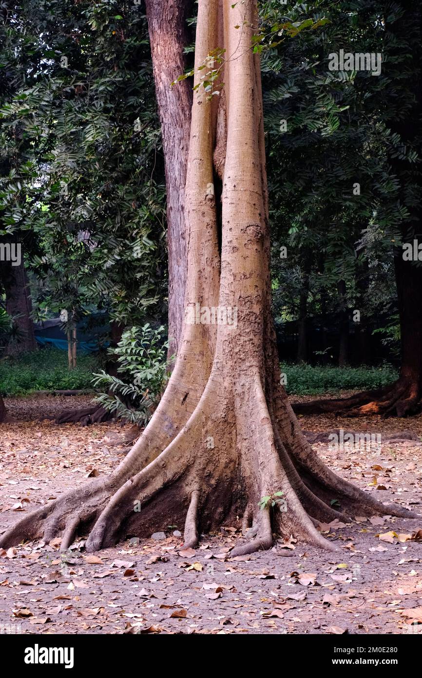 04 December 2022, Pune, India, Empress Botanical Garden, a green ...