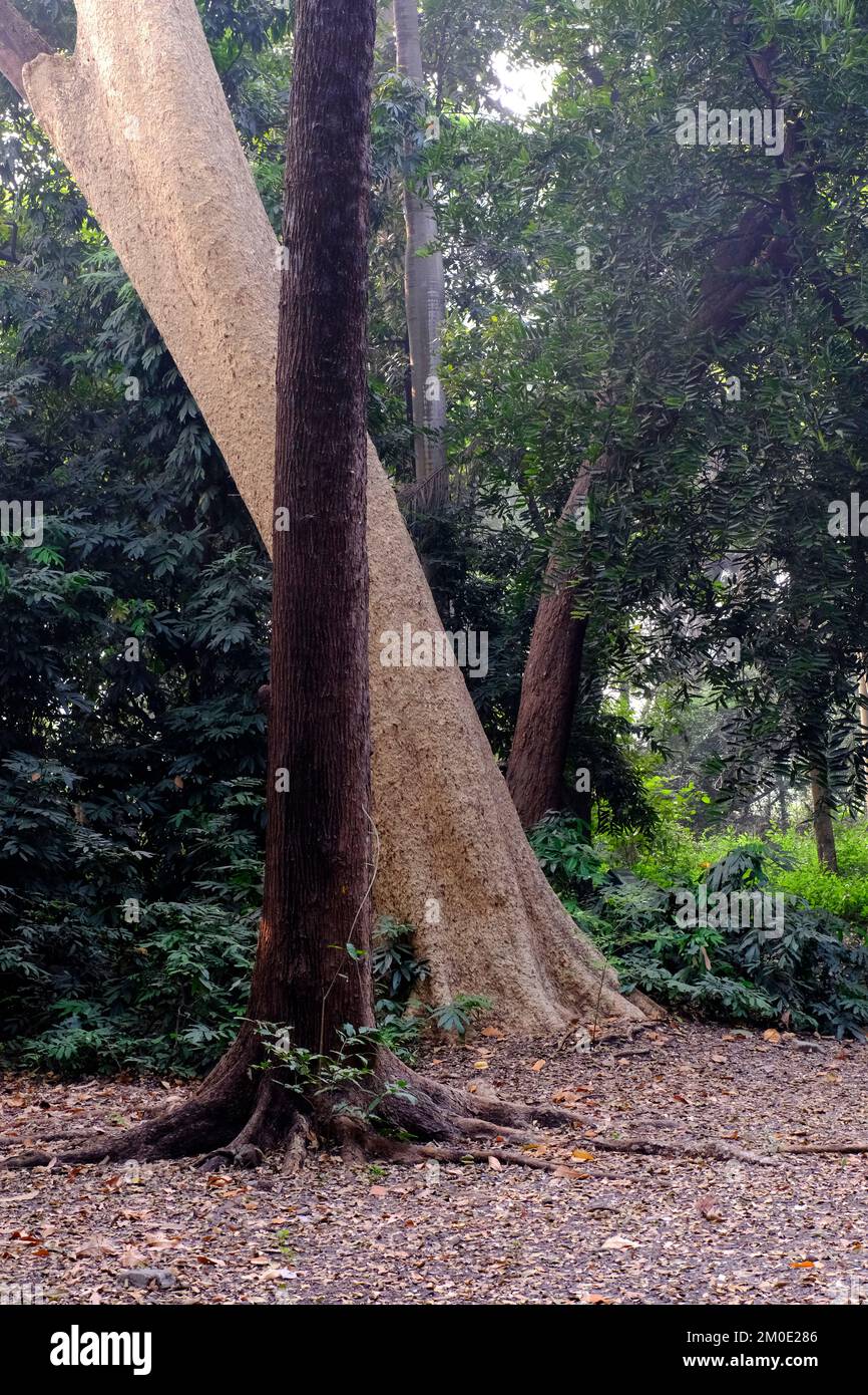 04 December 2022, Pune, India, Empress Botanical Garden, a green ...