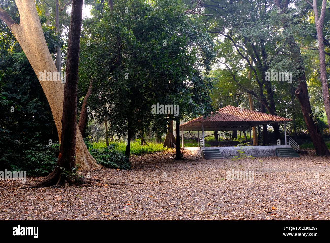 04 December 2022, Pune, India, Empress Botanical Garden, a green ...