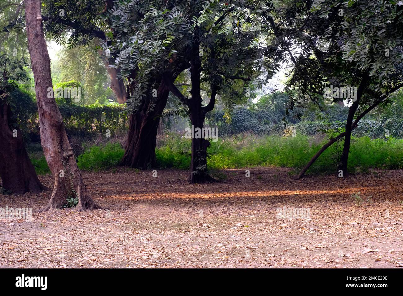 04 December 2022, Pune, India, Empress Botanical Garden, a green ...
