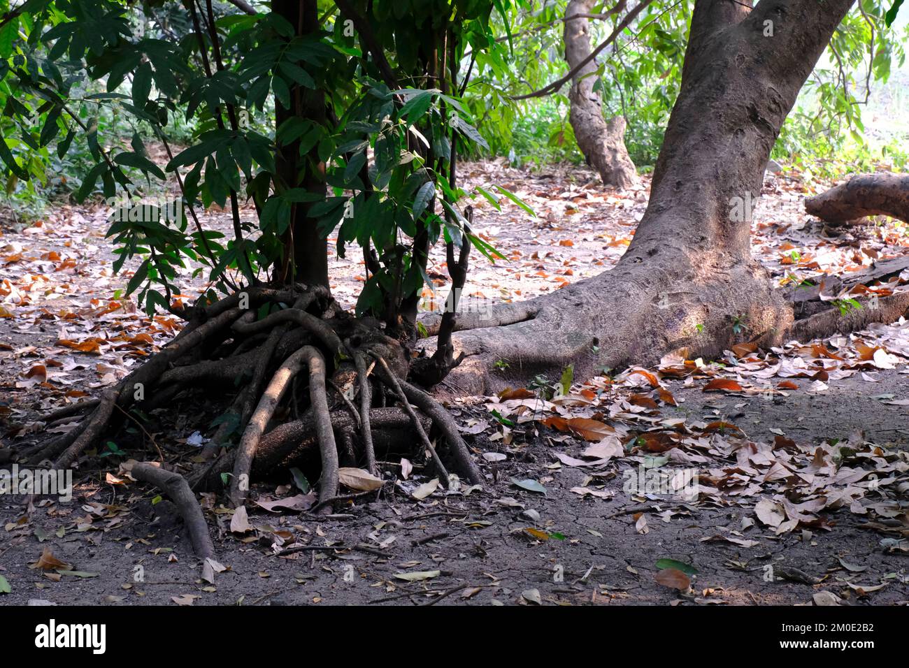 04 December 2022, Pune, India, Empress Botanical Garden, a green ...