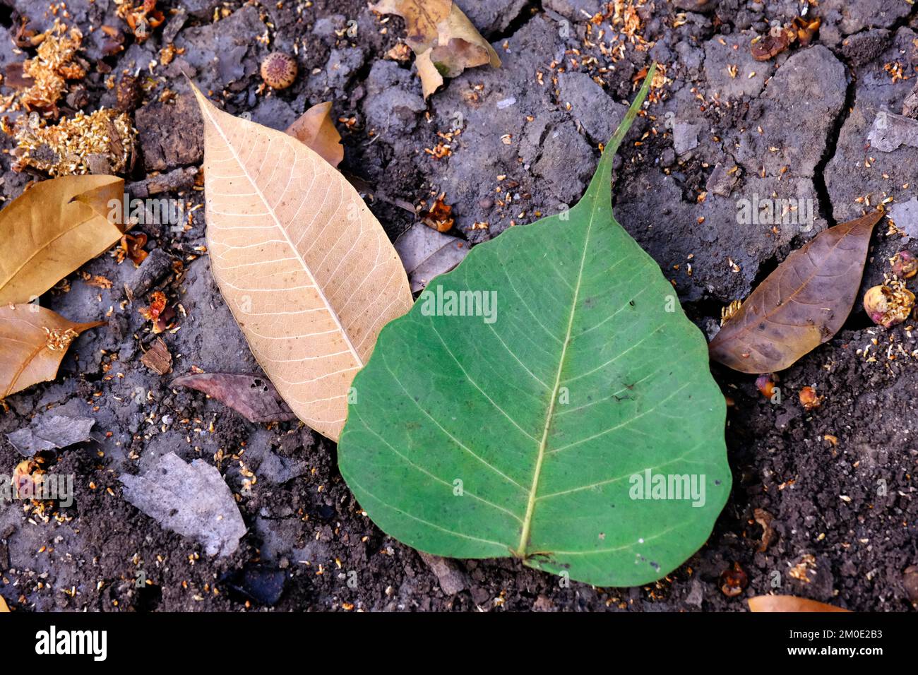 04 December 2022, Pune, India, Empress Botanical Garden, a green ...