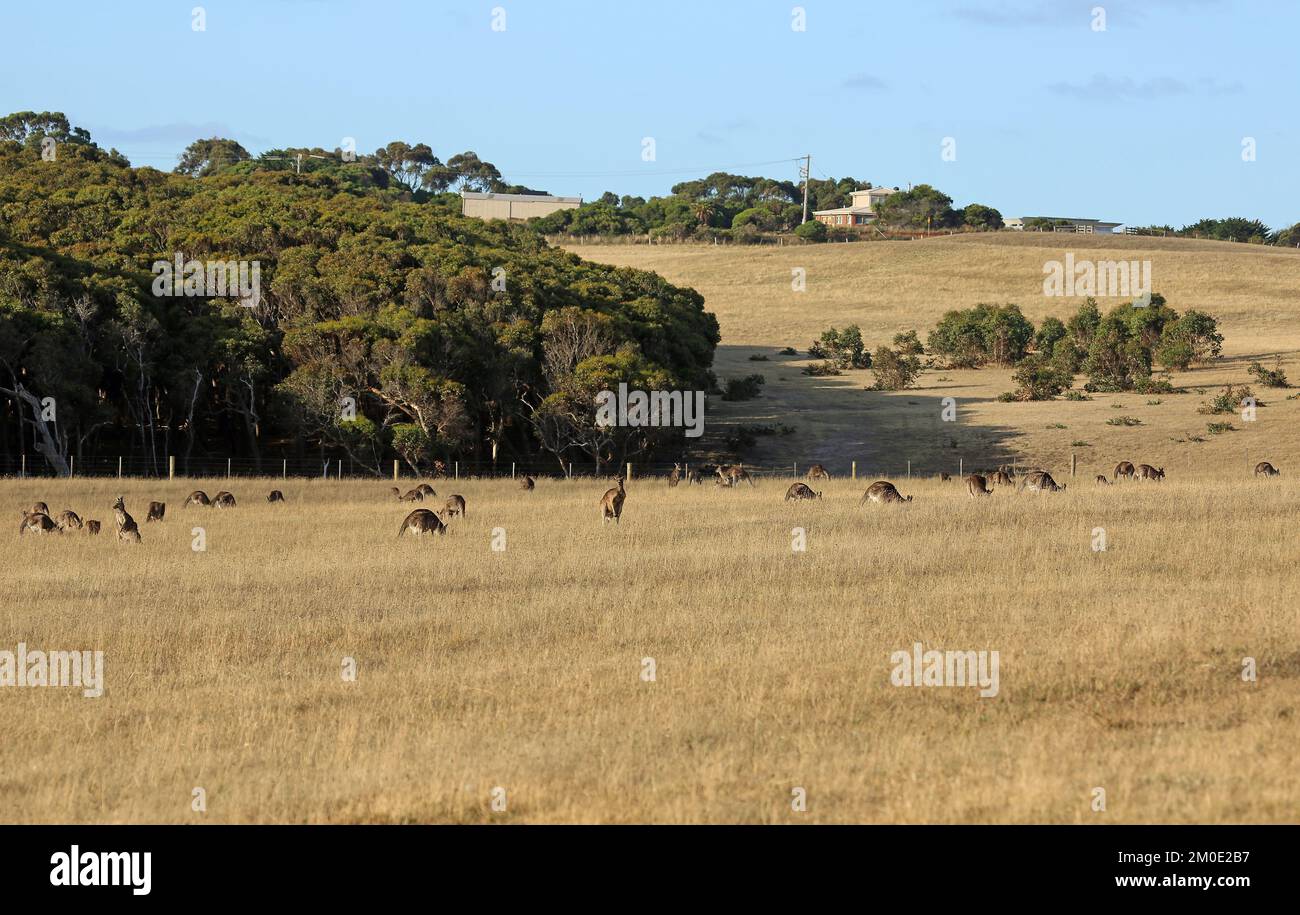 Kangaroo mob - Australia Stock Photo - Alamy