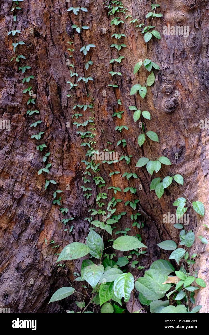 04 December 2022, Pune, India, Empress Botanical Garden, a green ...