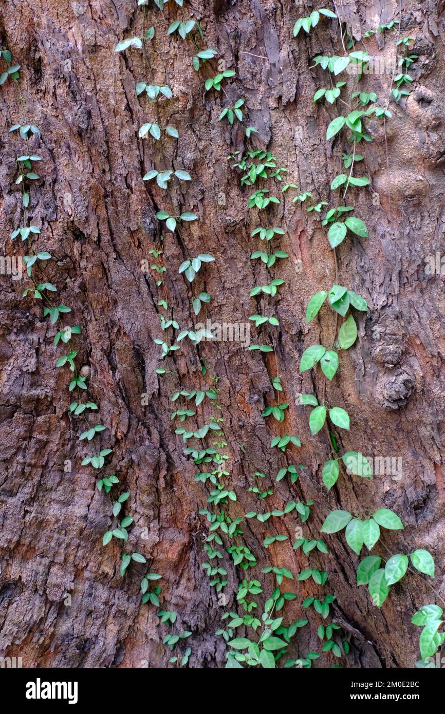 04 December 2022, Pune, India, Empress Botanical Garden, a green ...