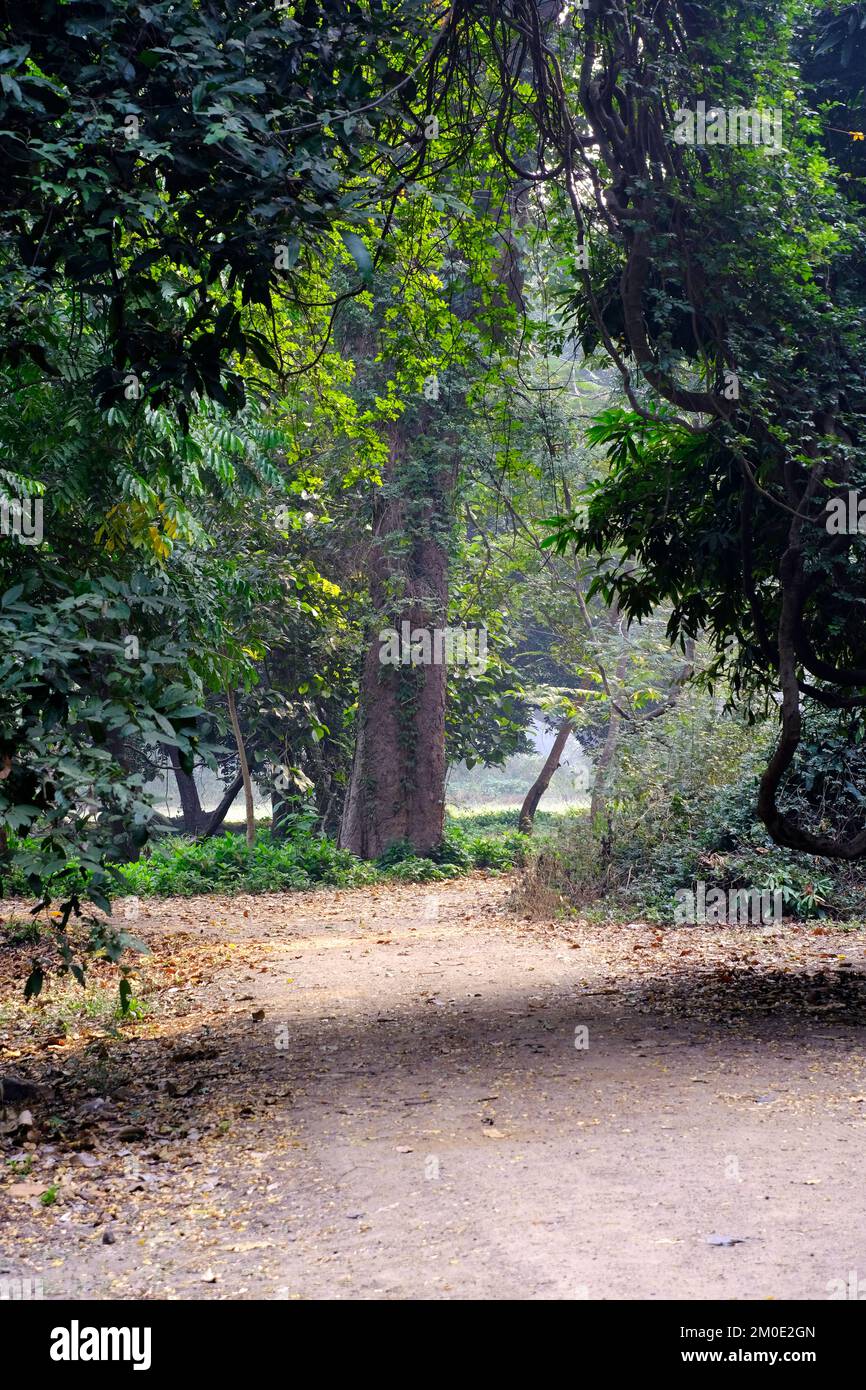04 December 2022, Pune, India, Empress Botanical Garden, a green ...