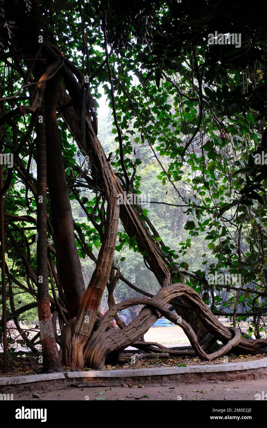 04 December 2022, Pune, India, Empress Botanical Garden, a green ...