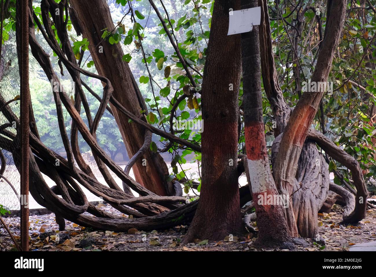 04 December 2022, Pune, India, Empress Botanical Garden, a green ...