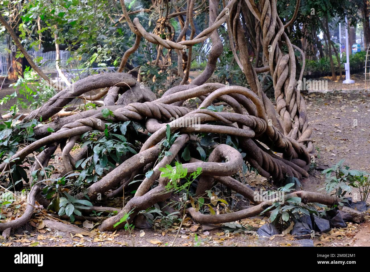 04 December 2022, Pune, India, Empress Botanical Garden, a green ...