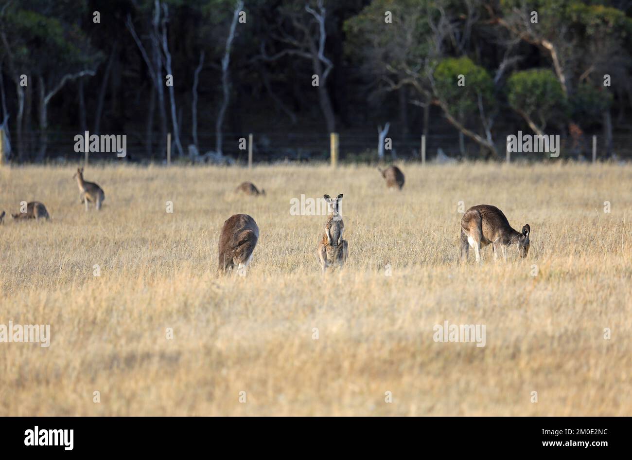 Kangaroo grazing - Australia Stock Photo - Alamy