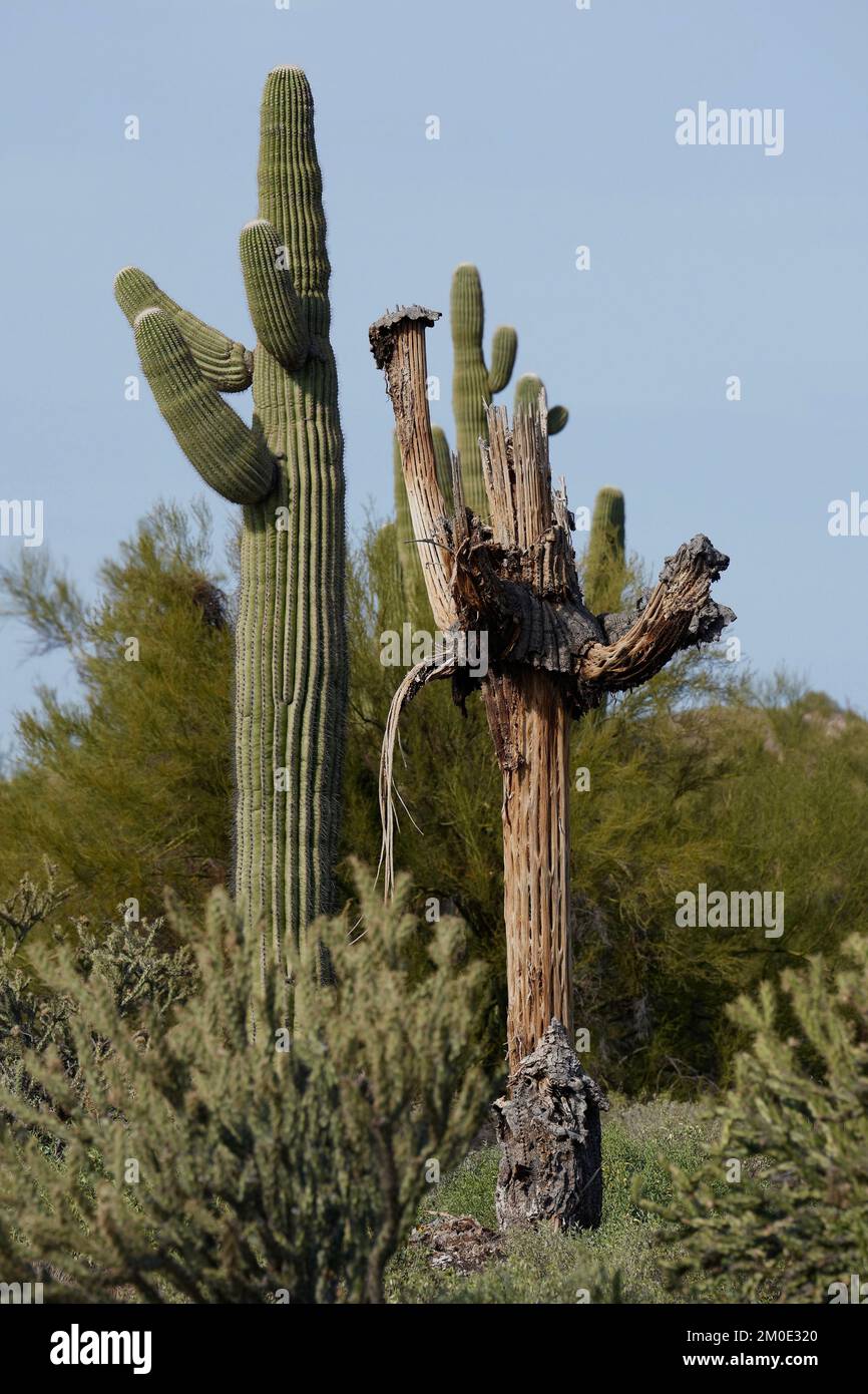 Things Made From Dead Saguaro Cactus