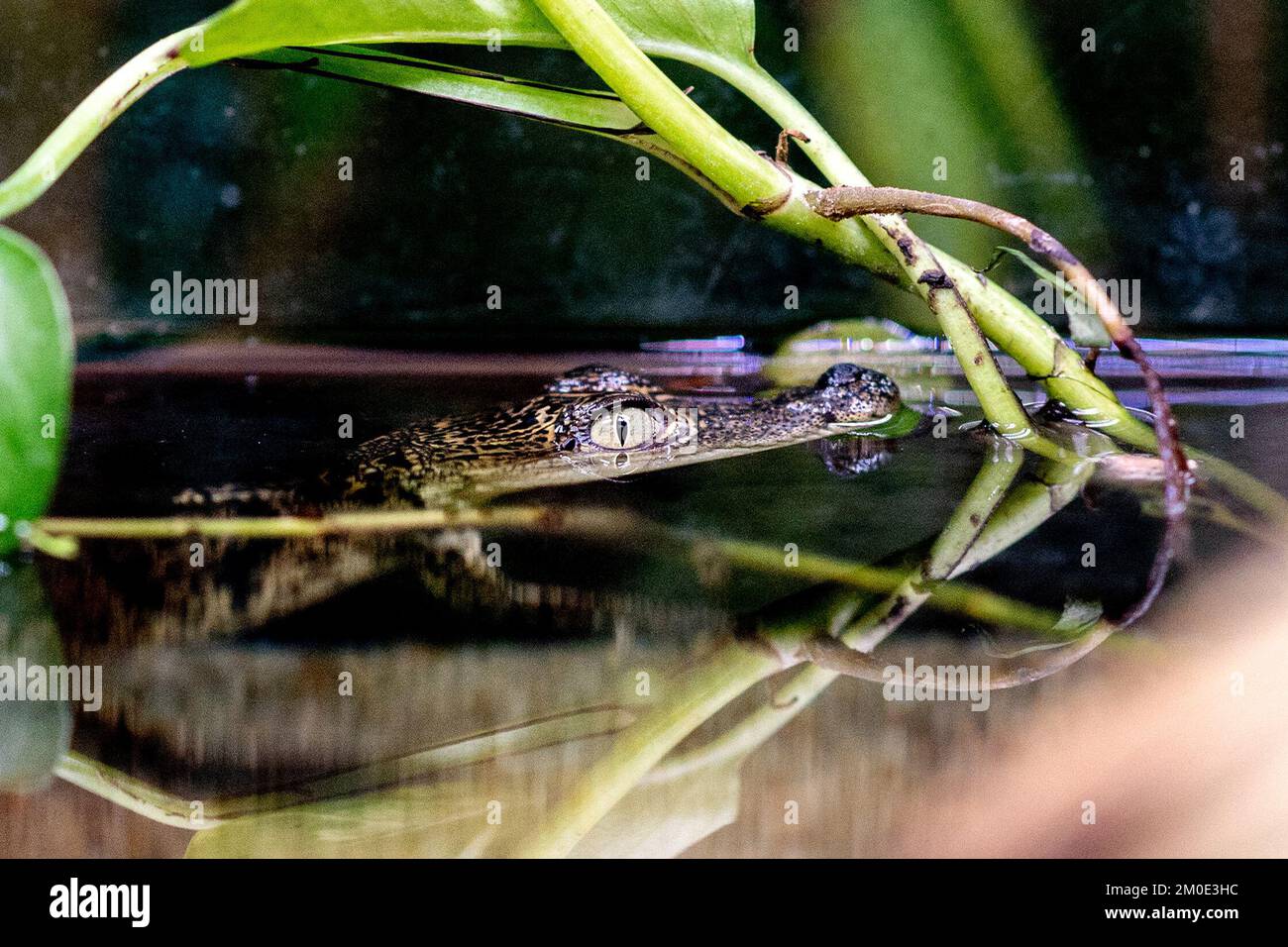 Saterland, Germany. 05th Dec, 2022. A baby bump crocodile swims through ...