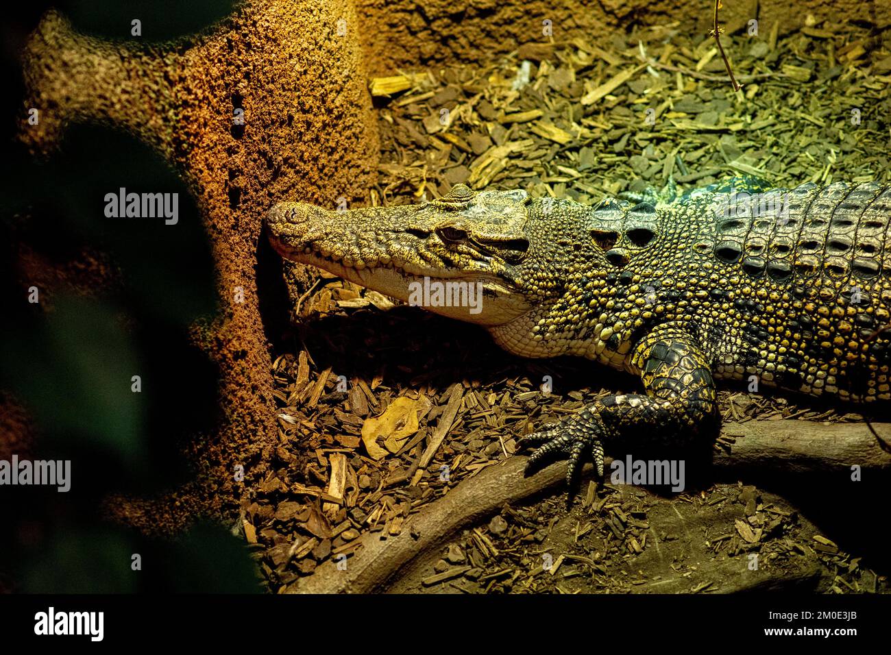 Saterland, Germany. 05th Dec, 2022. A saltwater crocodile lies in an ...