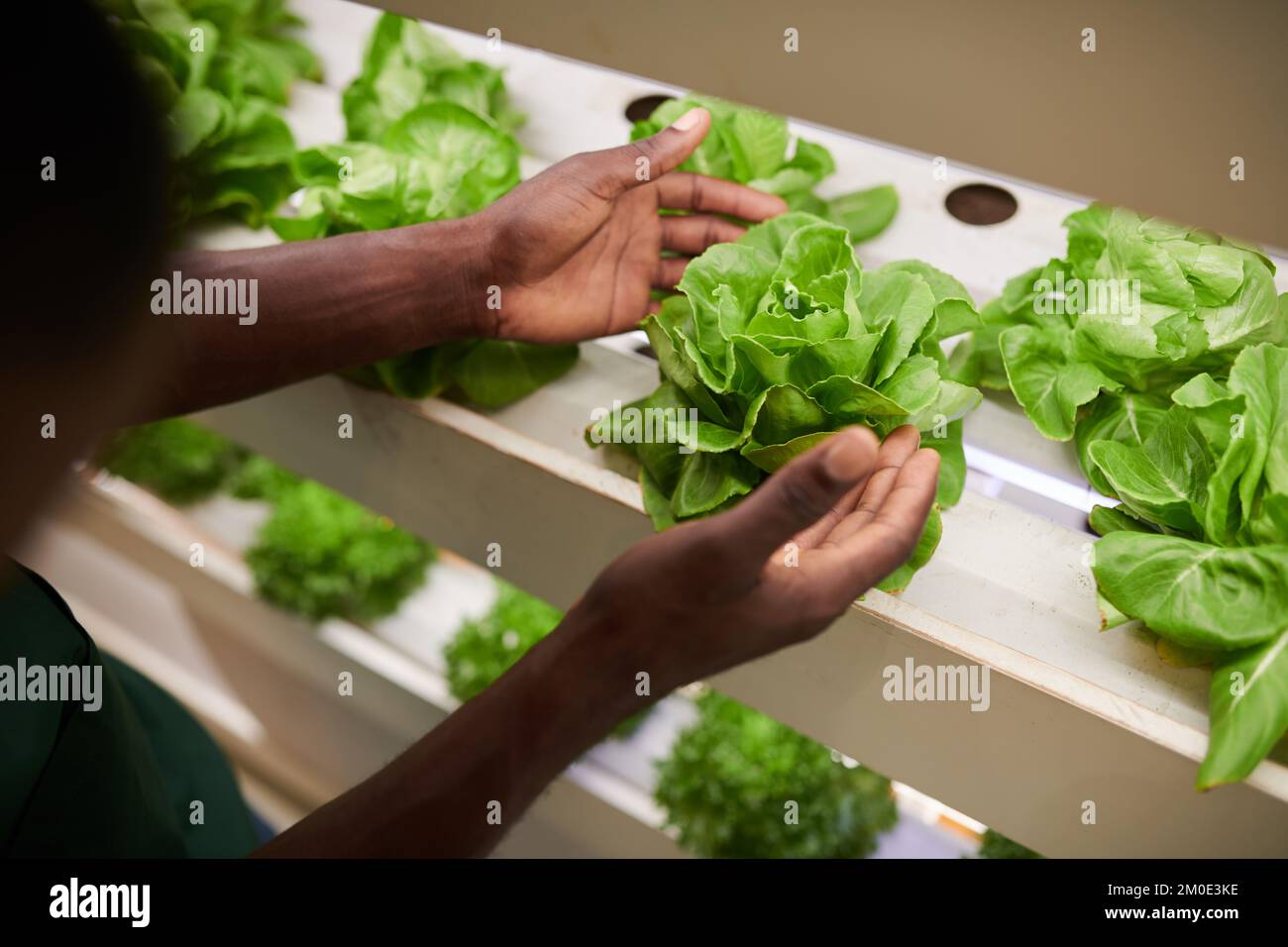 Supermarket worker putting fresh lettuce on illuminated shelf Stock ...