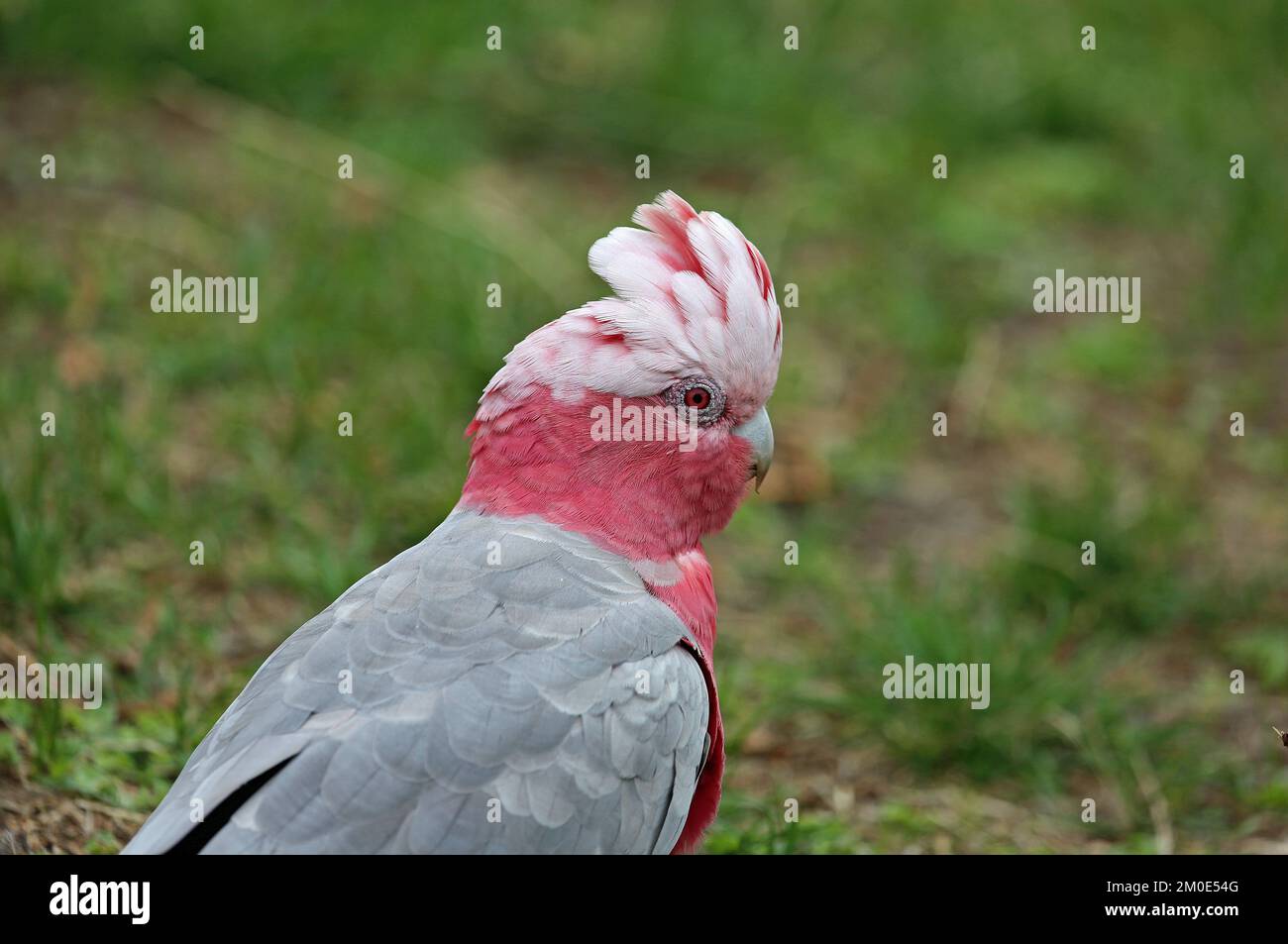 Galah in profile - Australia Stock Photo - Alamy
