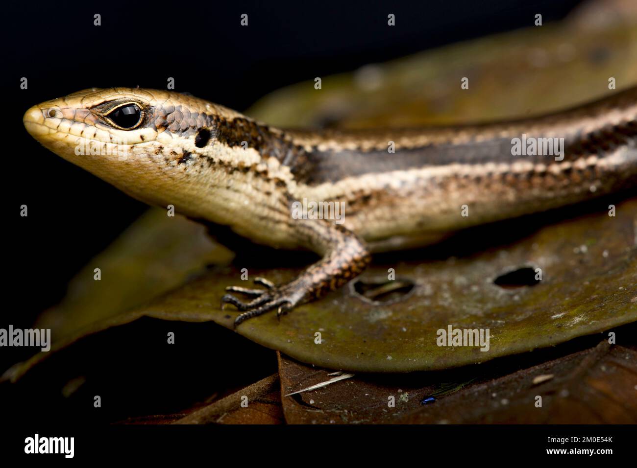 Black spotted skink hi-res stock photography and images - Alamy