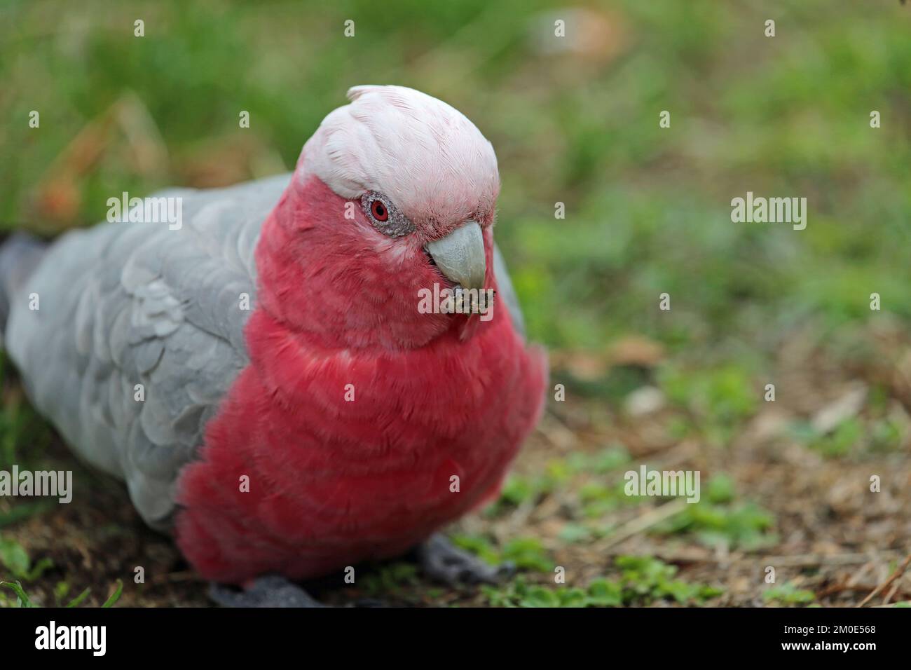 Galah eating - Australia Stock Photo - Alamy