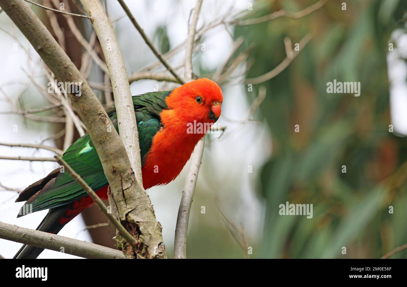 Australian king parrot on the branch - Australia Stock Photo - Alamy