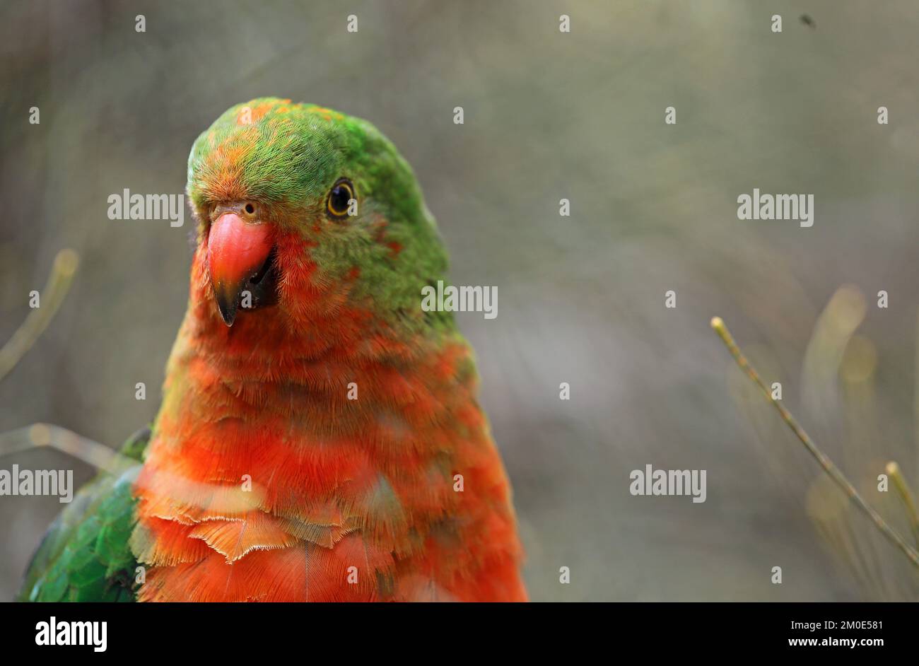 Cute australian animal scene hi-res stock photography and images - Alamy