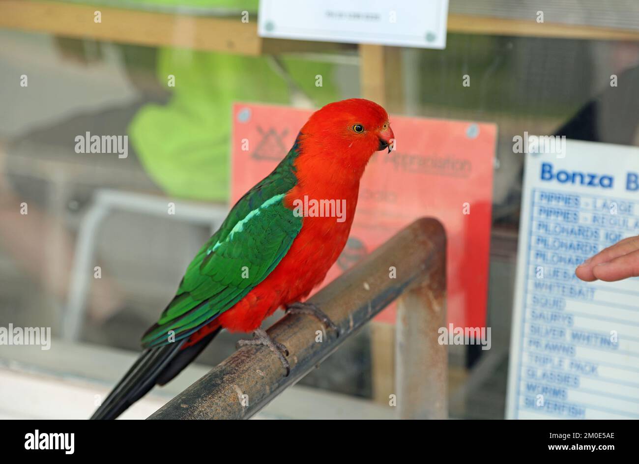 Australian male king parrot hi-res stock photography and images - Alamy