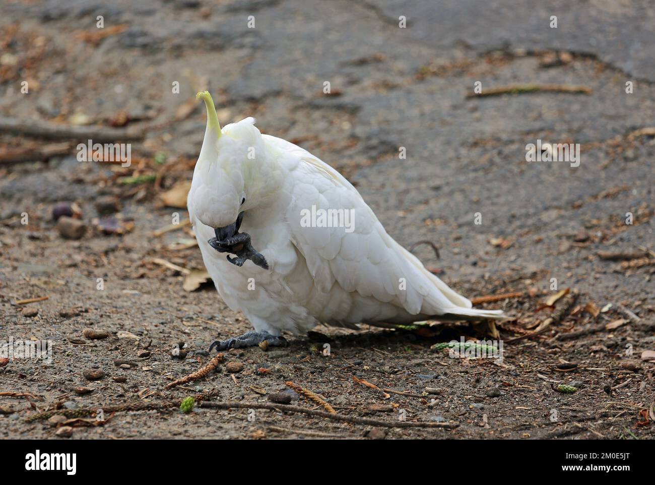 Sulphur crested Cockatoo eating - Australia Stock Photo - Alamy