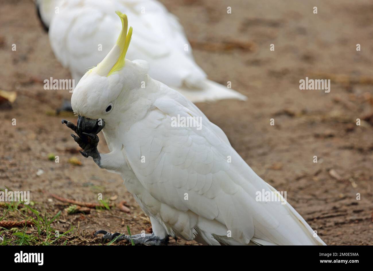Sulphur crested Cockatoo eating close up - Australia Stock Photo - Alamy