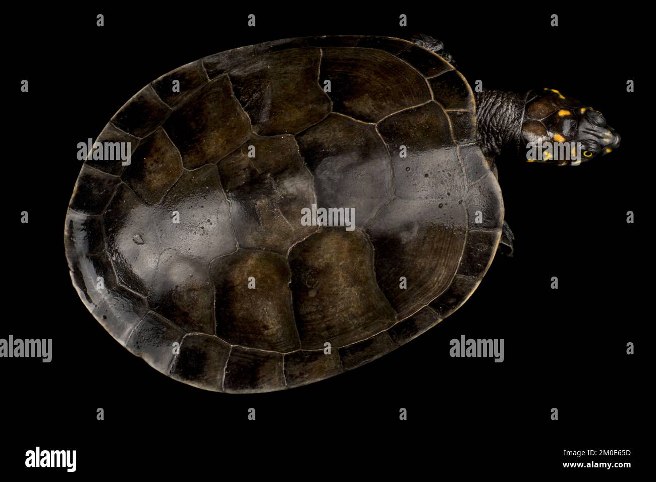 Yellow spotted river turtle hi-res stock photography and images - Alamy