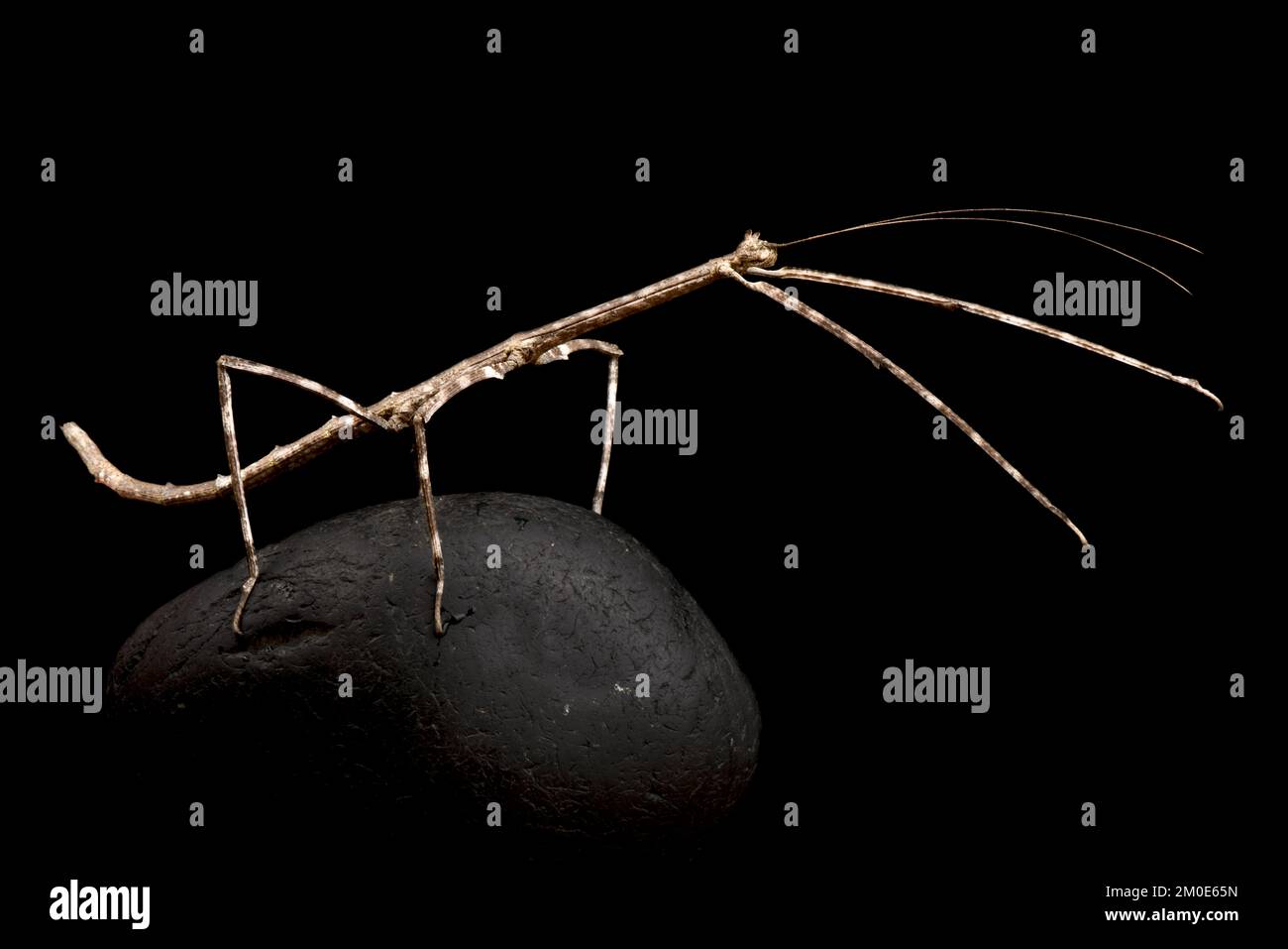 Tropical rainforest stick insect hi-res stock photography and images ...