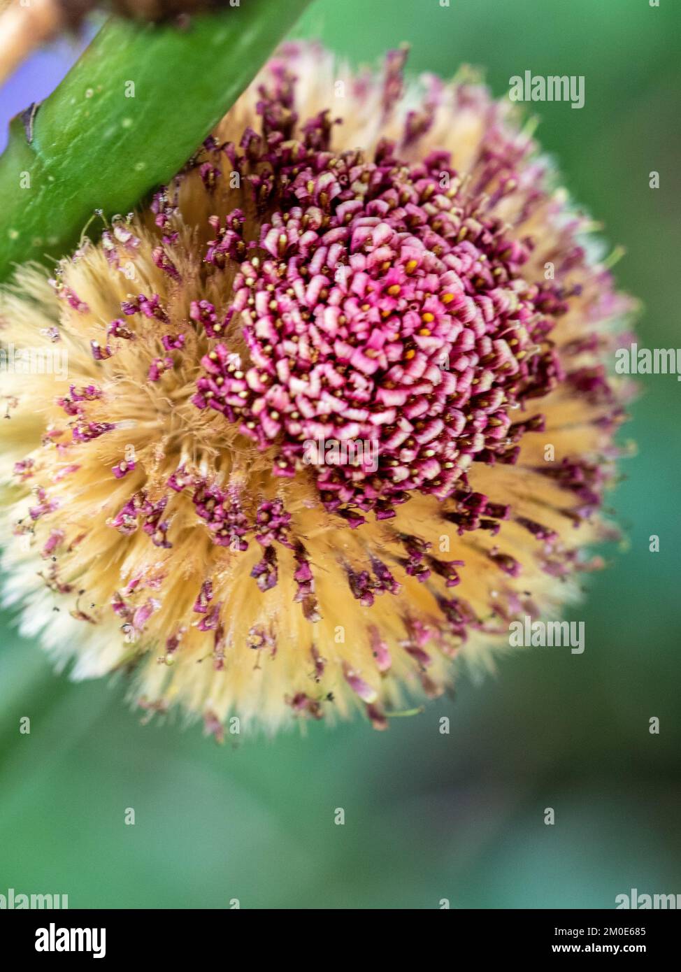The remaining fluffy dried centre or seed head of a pink Gerbera Daisy ...