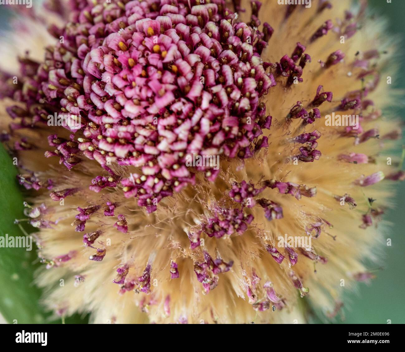 The remaining fluffy dried centre or seed head of a pink Gerbera Daisy ...