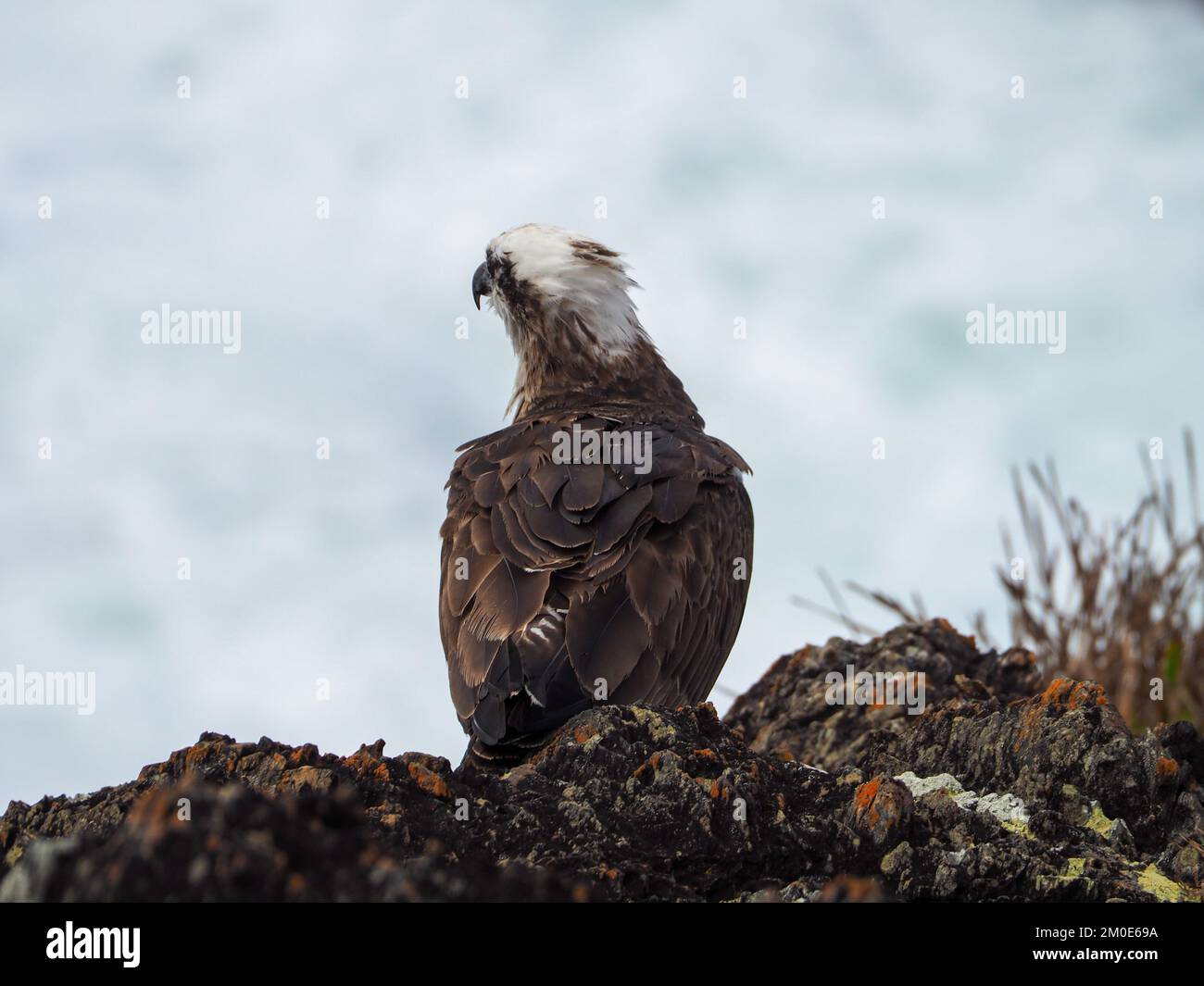 A magnificent Eastern Osprey, Bird of Prey, on some rocks looking out ...
