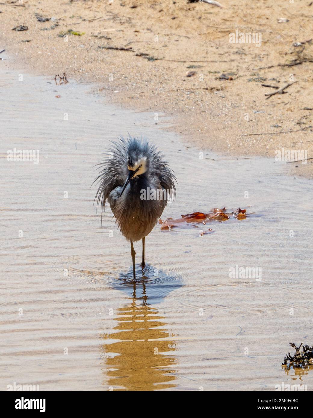 Bird, a White faced Heron shaking the water off its blue grey plumage ...