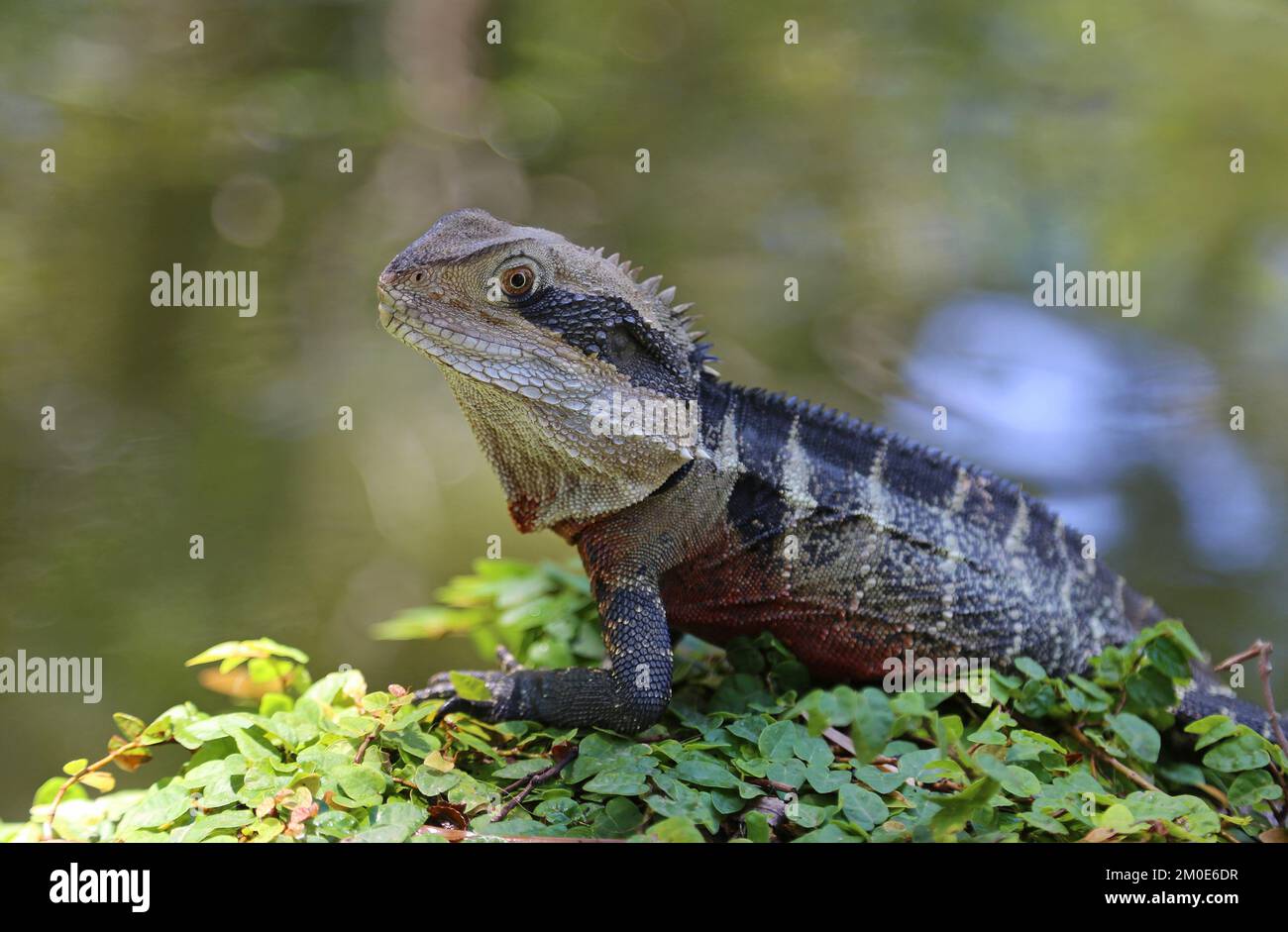 Australian Water dragon - Sydney, Australia Stock Photo - Alamy