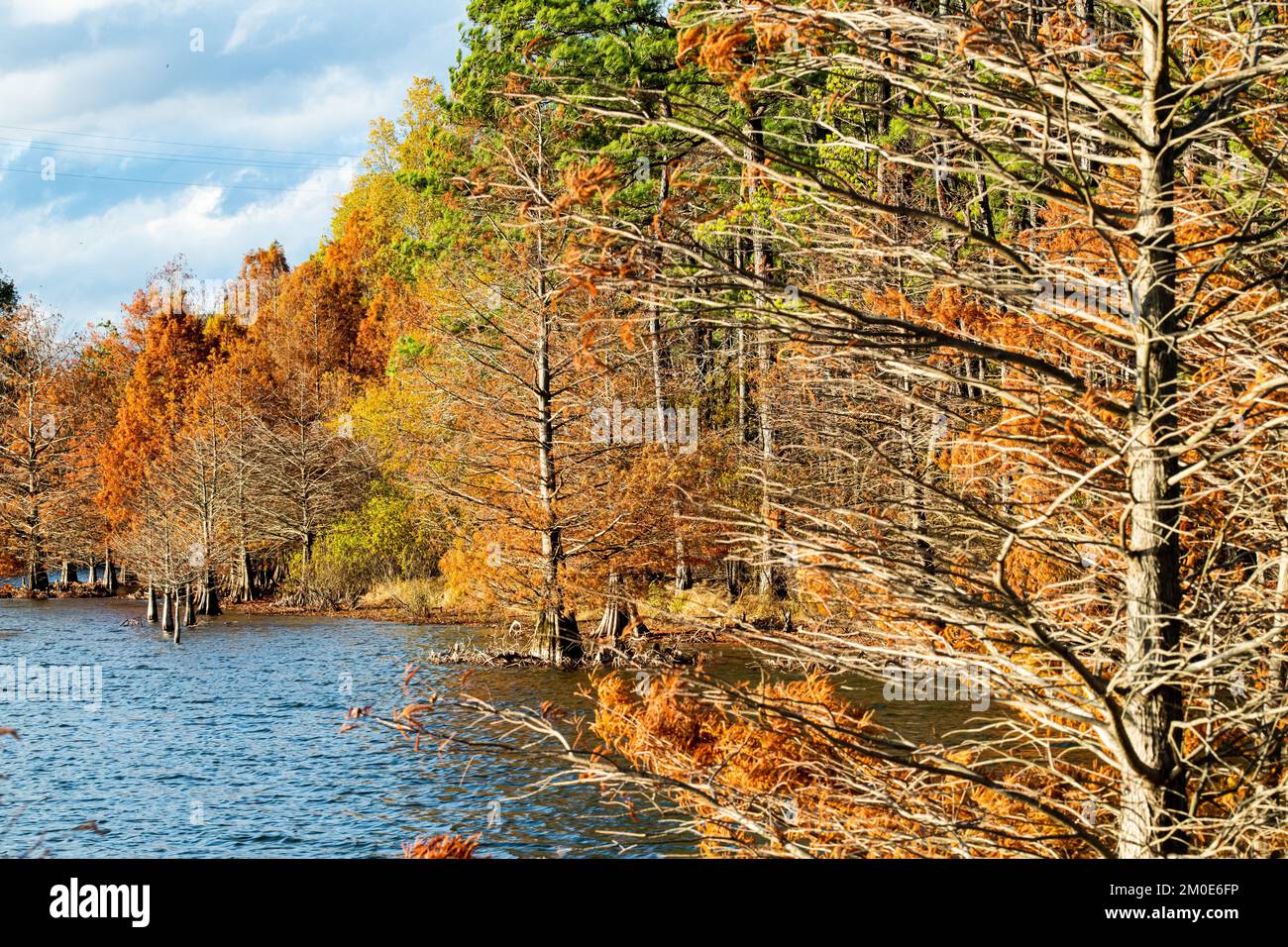 A gorgeous view of a colorful forest of dying cypress trees on the ...