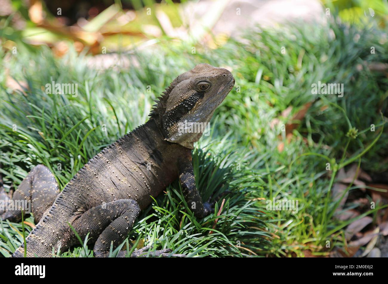 Water dragon on grass - Sydney, Australia Stock Photo - Alamy