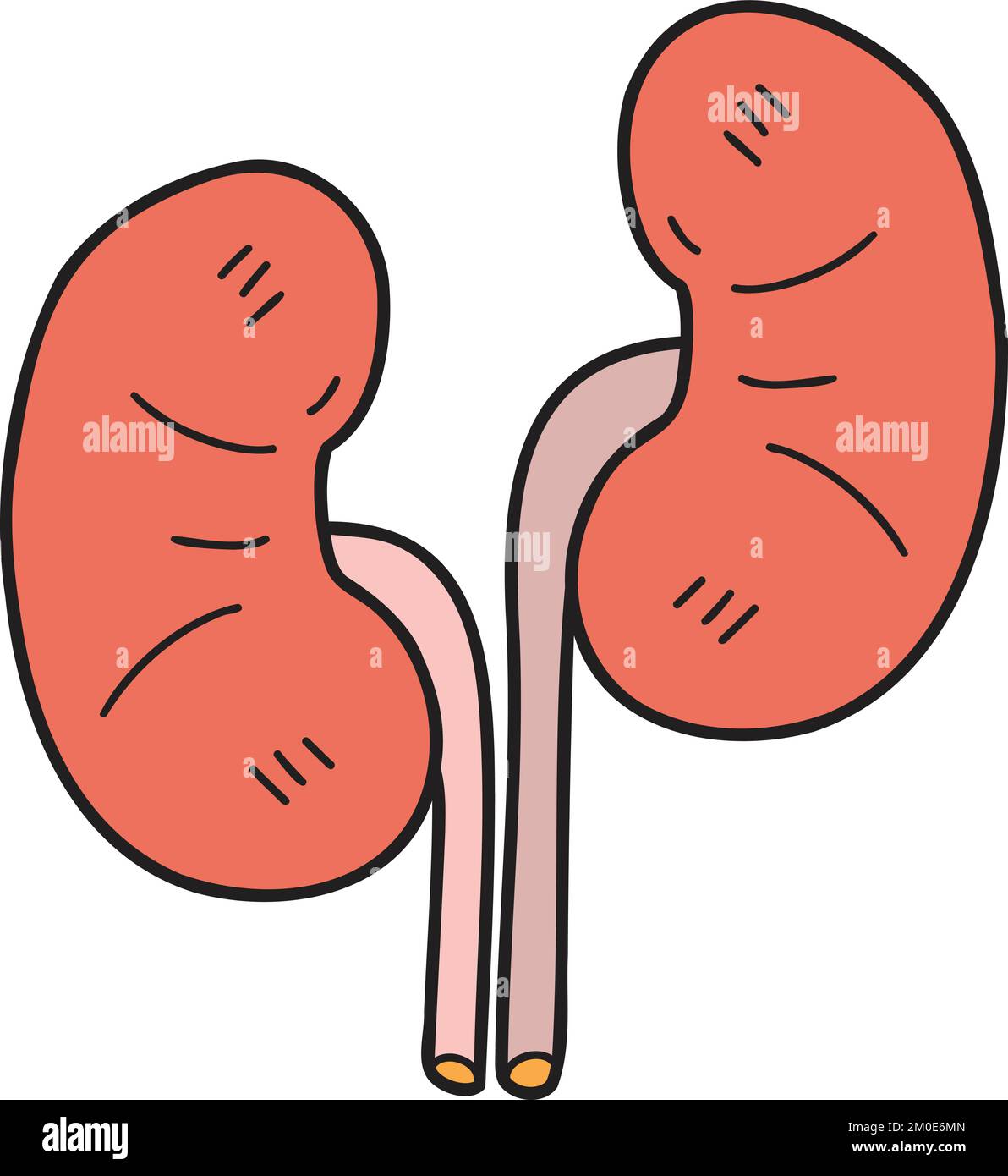 Right kidney Stock Vector Images - Alamy
