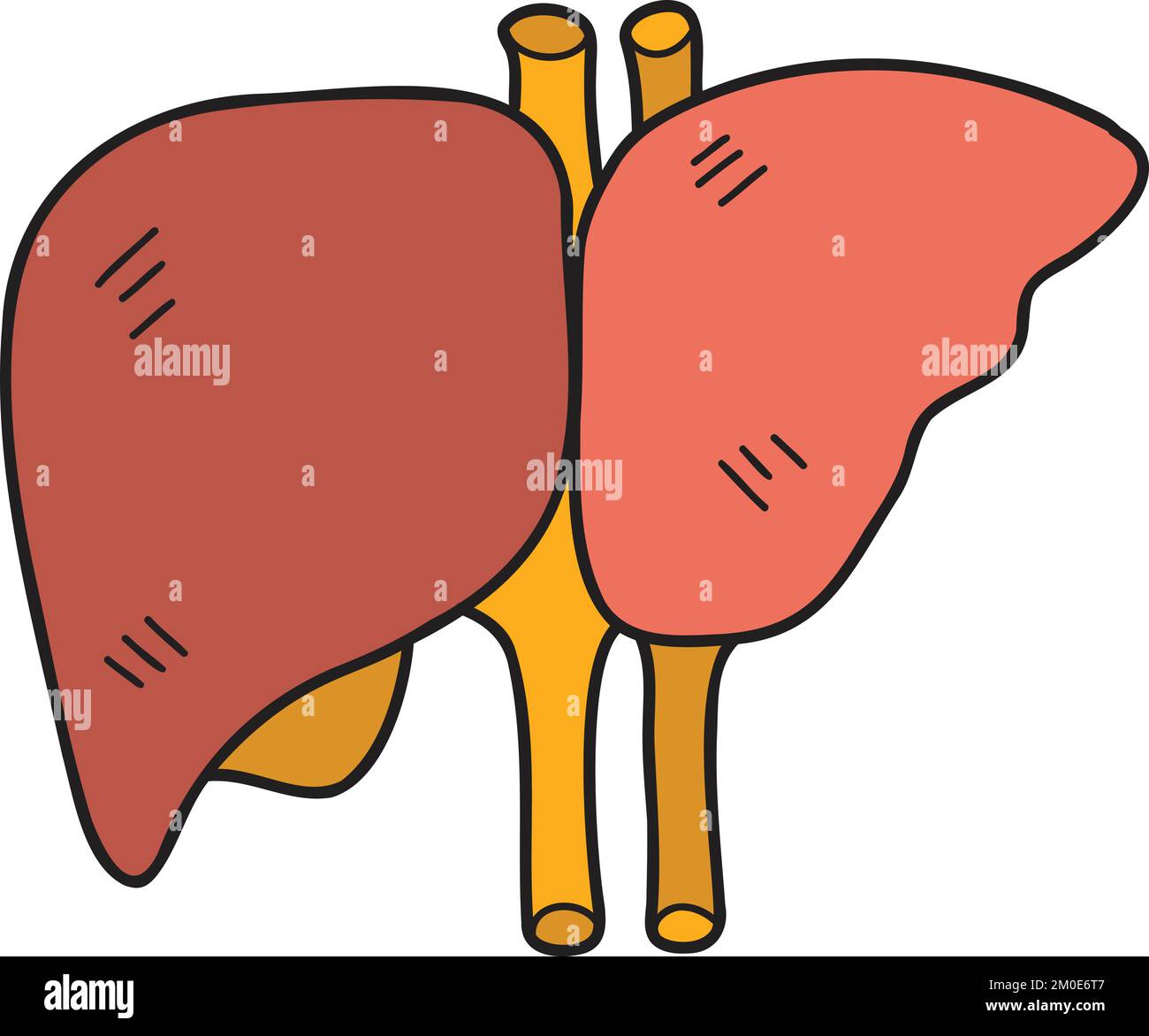 Hand Drawn liver illustration isolated on background Stock Vector Image ...