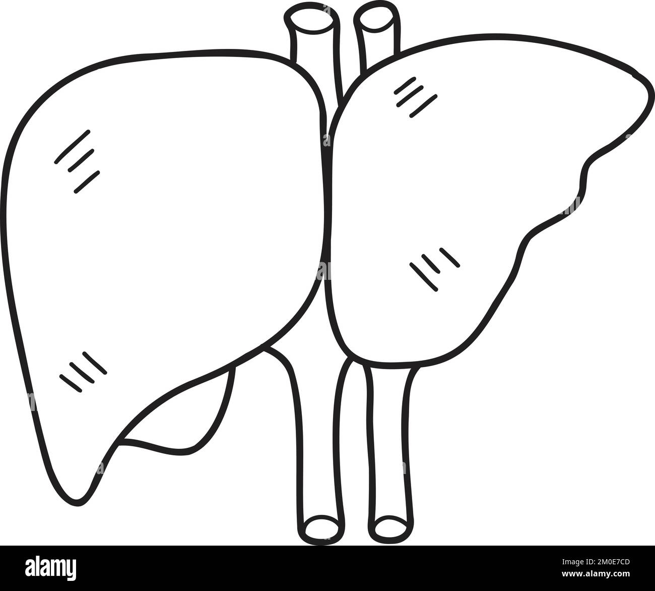 Hand Drawn liver illustration isolated on background Stock Vector Image ...