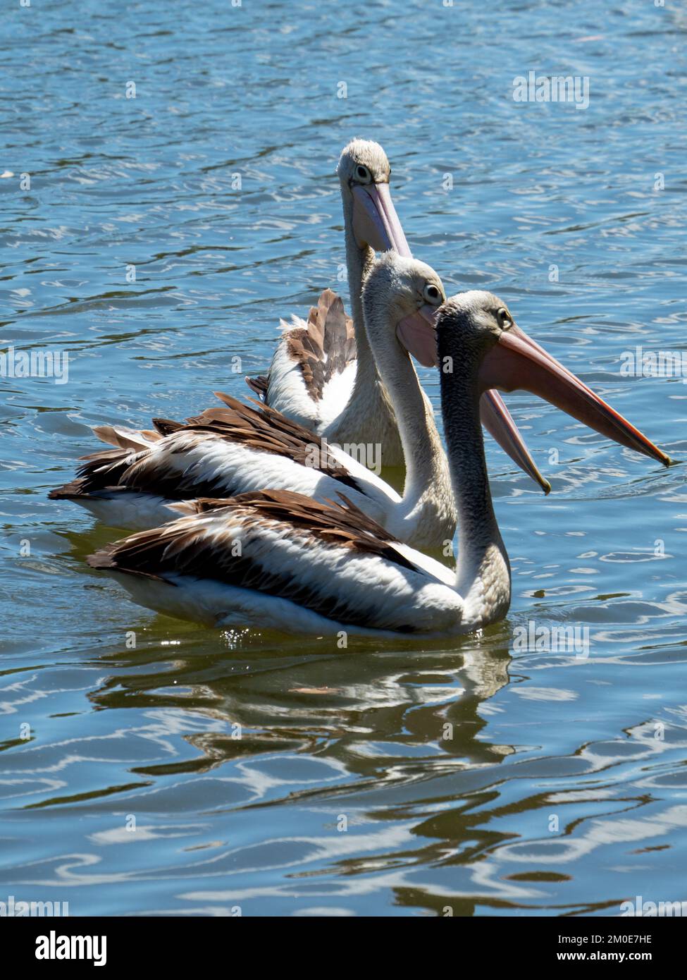 Birds, Three large Australian Pelicans floating majestically on the ...