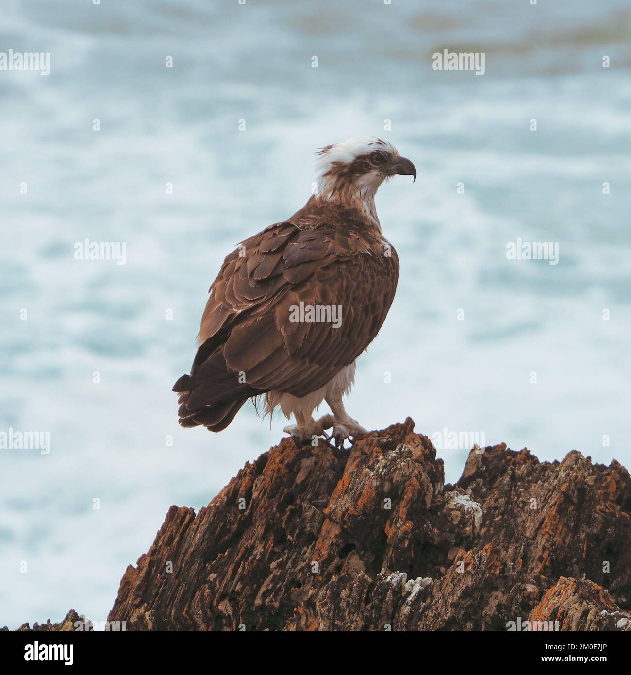 Bird, Eastern Osprey sitting on rocks at headland overlooking th sea ...