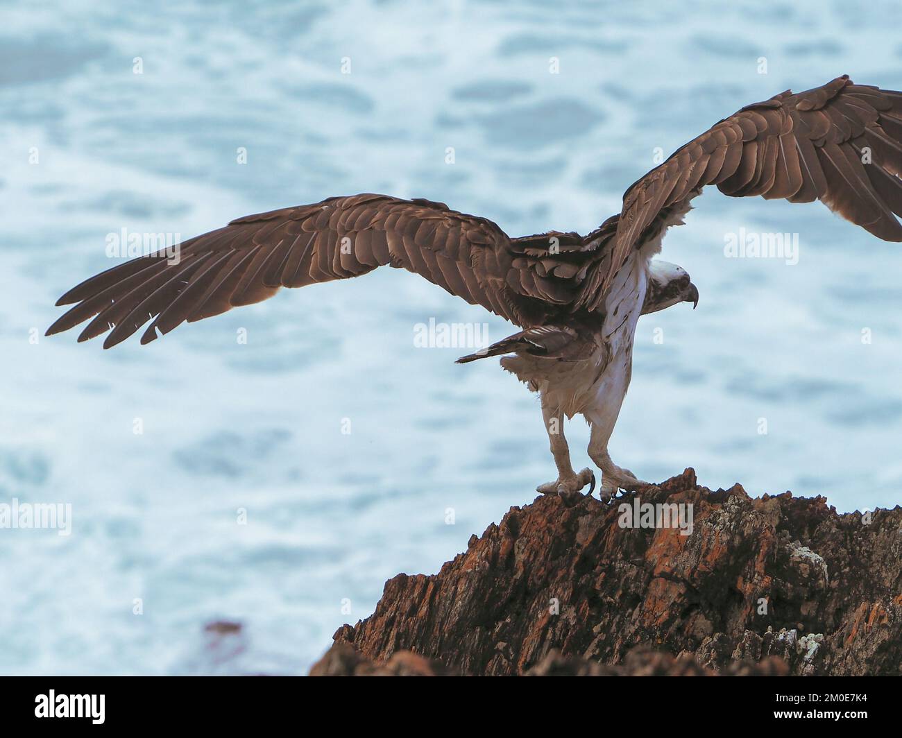 Birds, taking flight, an Eastern Osprey raising its massive wings to ...