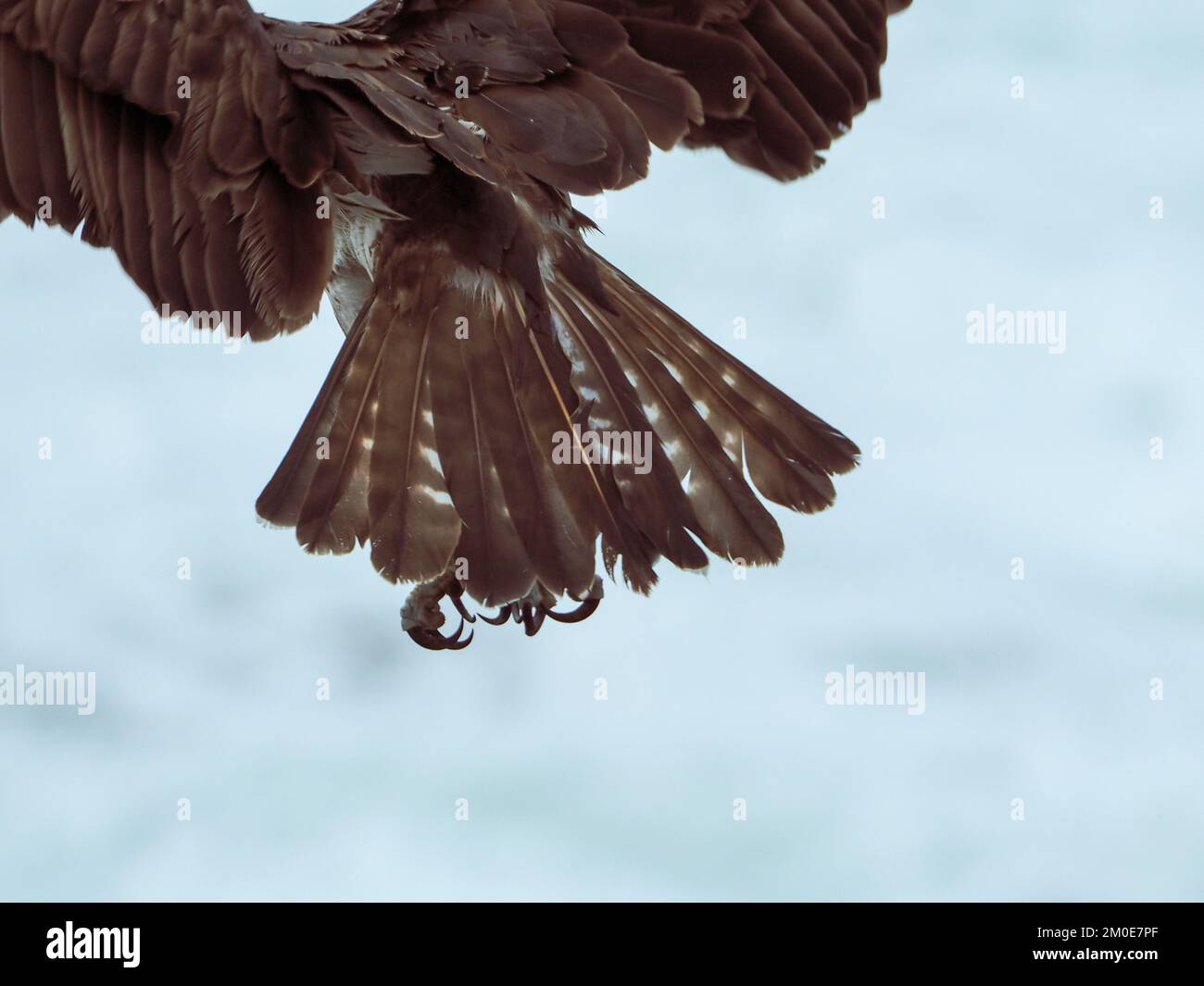 Birds, taking flight, the tail end of an Eastern Osprey taking-off from ...