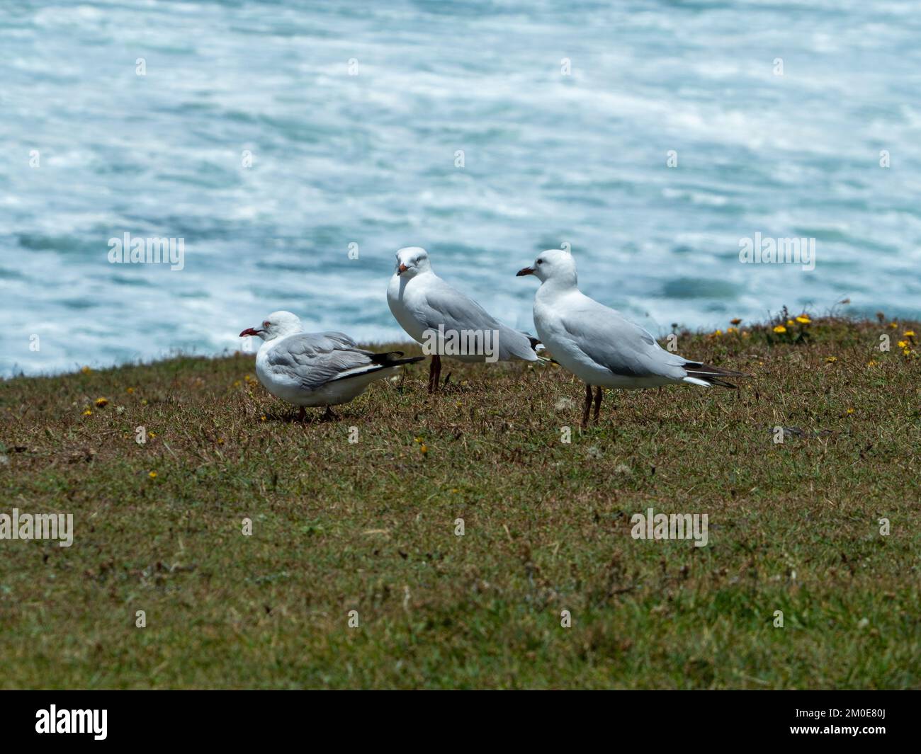 Australian silver gulls hi-res stock photography and images - Alamy